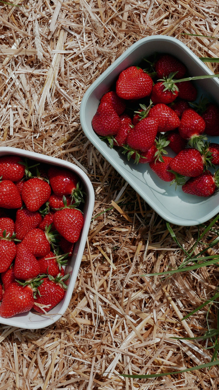 Well Traveled with Katha: Exploring and Strawberry Picking in Germany